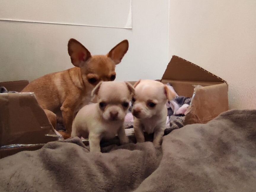 Щенки чихуахуа