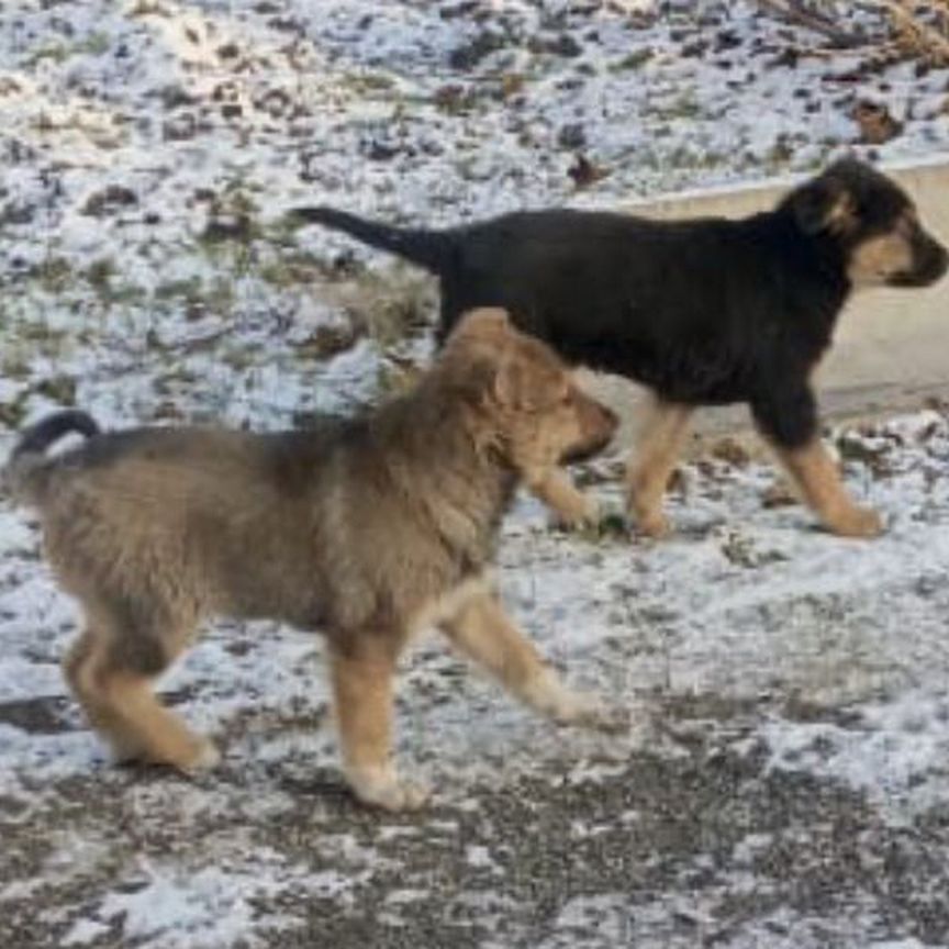 Щенок в добрые руки