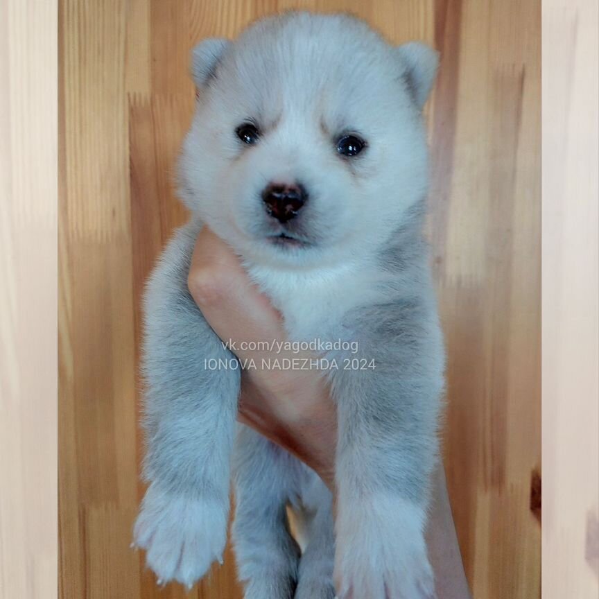 Помски мальчик