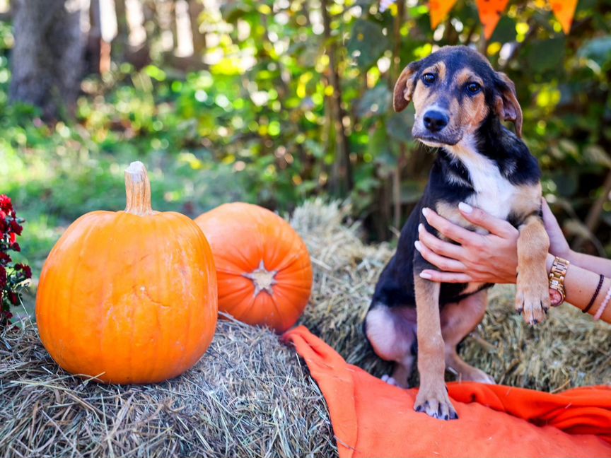 Сириус ищет дом