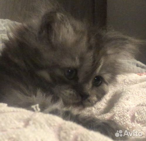 Кошечка шотландская смесь