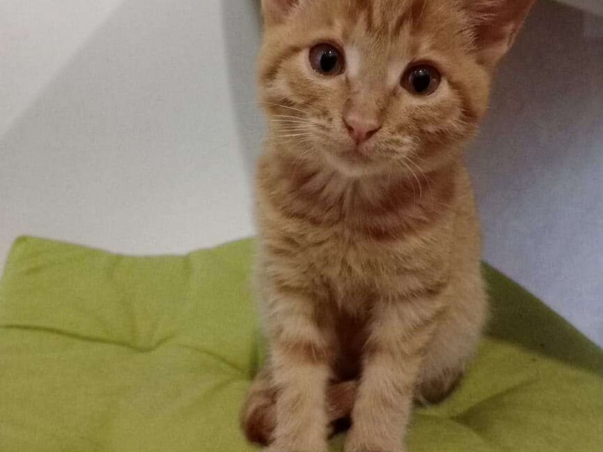 Кошки в добрые руки бесплатно