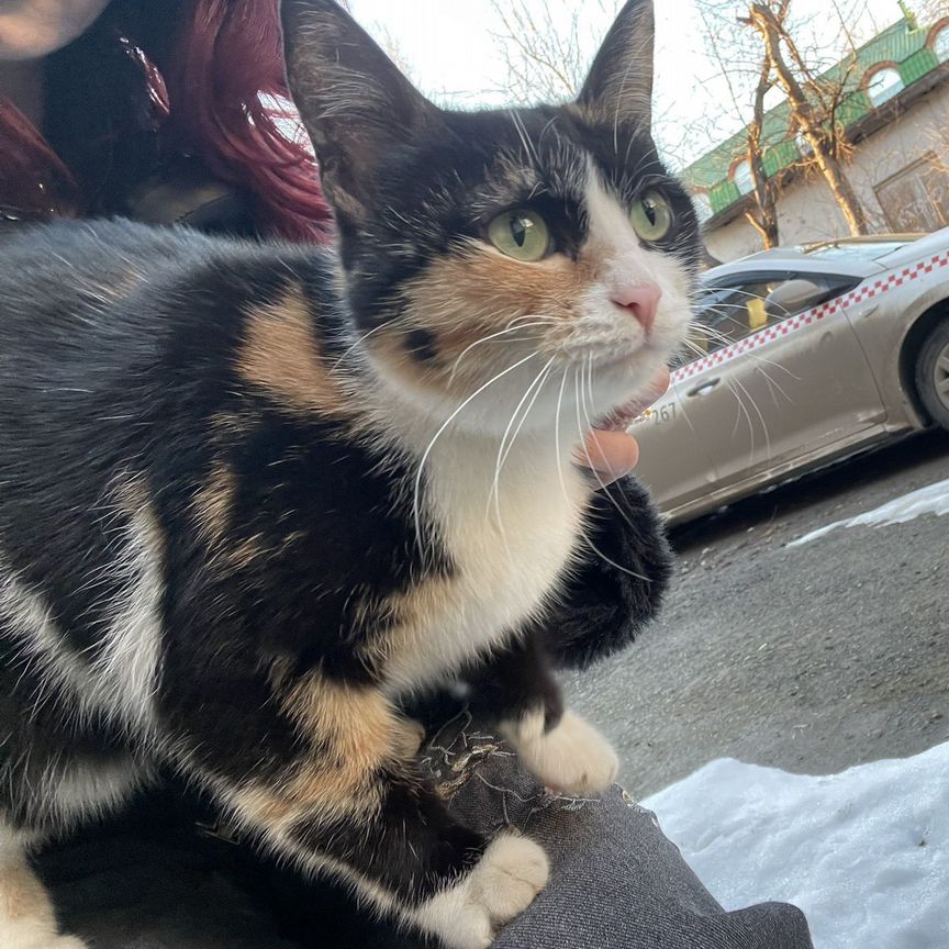 Взрослая, кошка в добрые руки