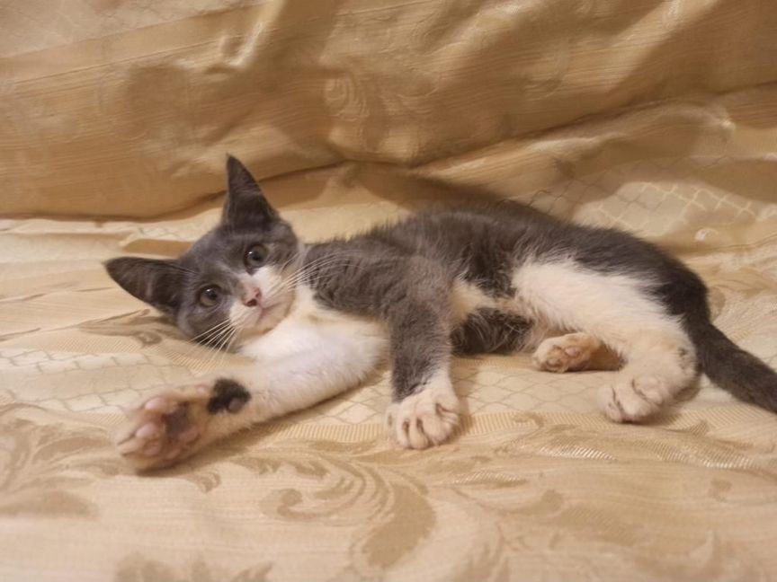 Котенок Зайка