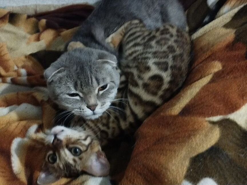 Котенок бенгал