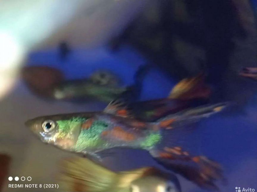 Аквариумные рыбки гуппи