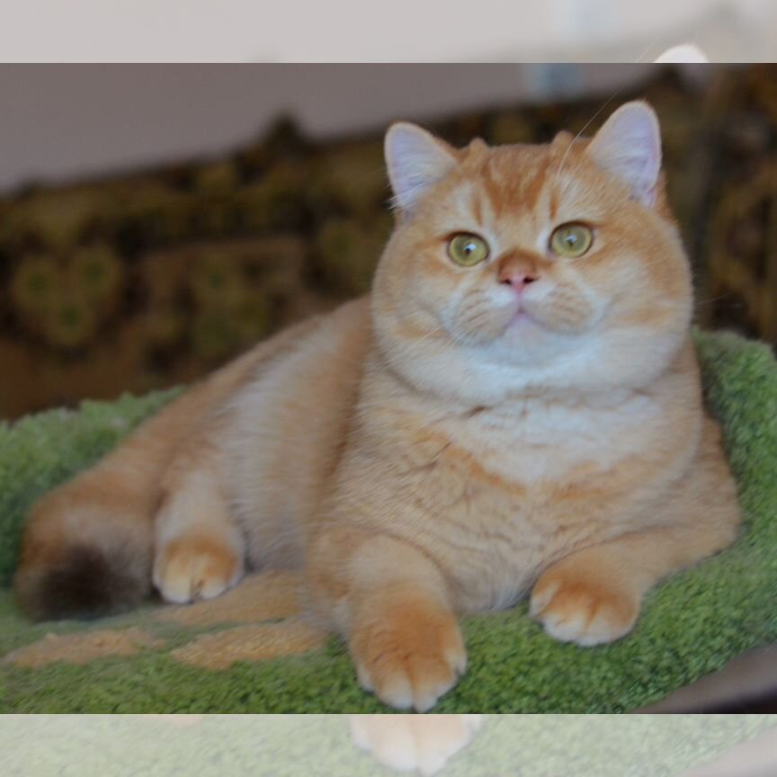 Шоколадный золотой мальчик