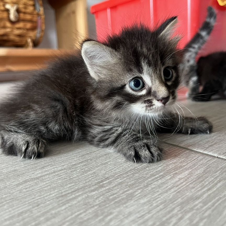 Котята в добрые руки бесплатно девочка