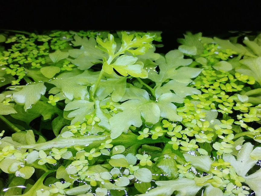 Папоротник индийский