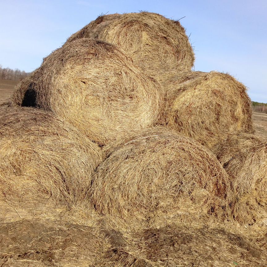 Продаётся сено 145 рулон