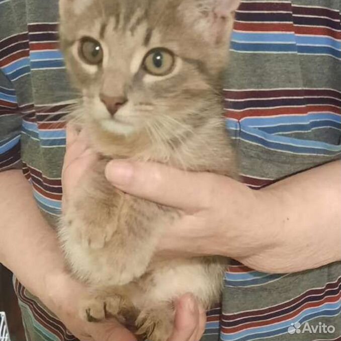 Котёнок по имени гав в добрые руки