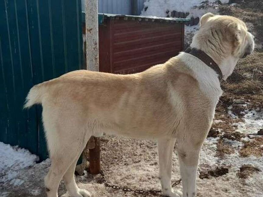 Среднеазиатская овчарка алабай вязка