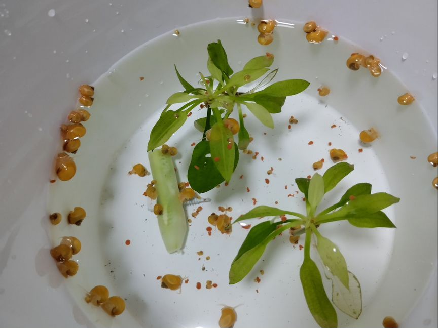 Ампулярии улитки аквариумные