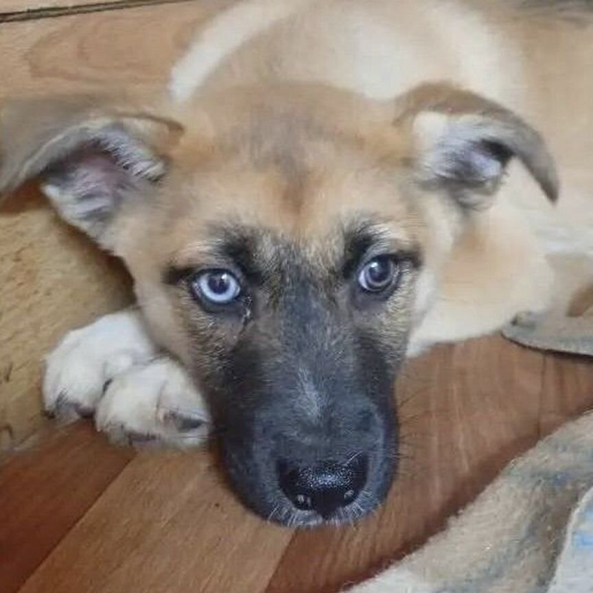 Щенок в добрые руки