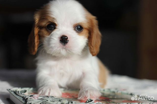 Супер малышка Кавалер Кинг Чарльз спаниель