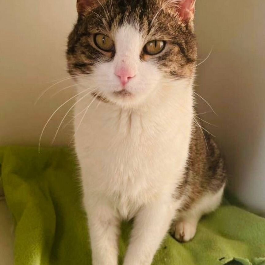 Умнейший котик в добрые руки