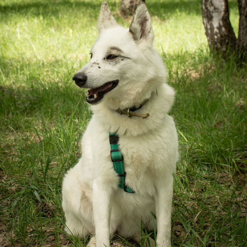 Заберите Сюзанну из приюта