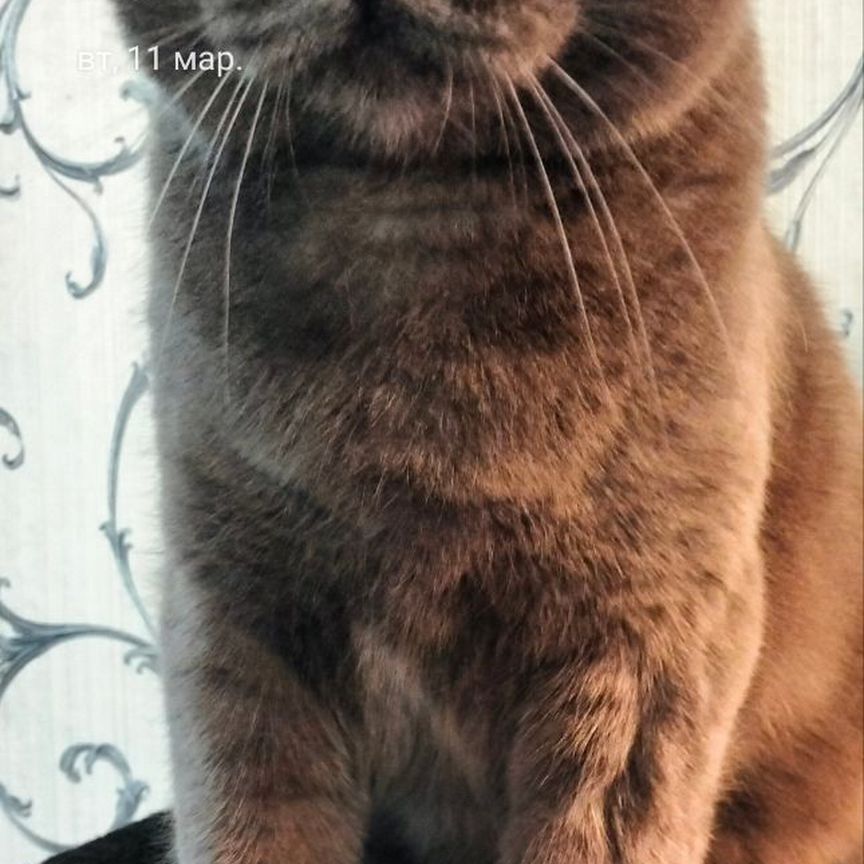 Британский кот