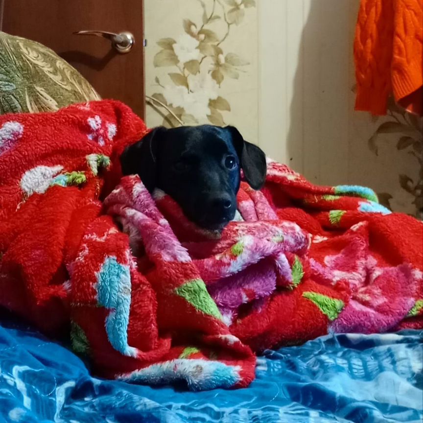 Классная собака в добрые руки