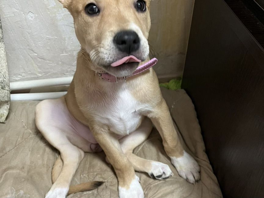 Стаффордширский терьер