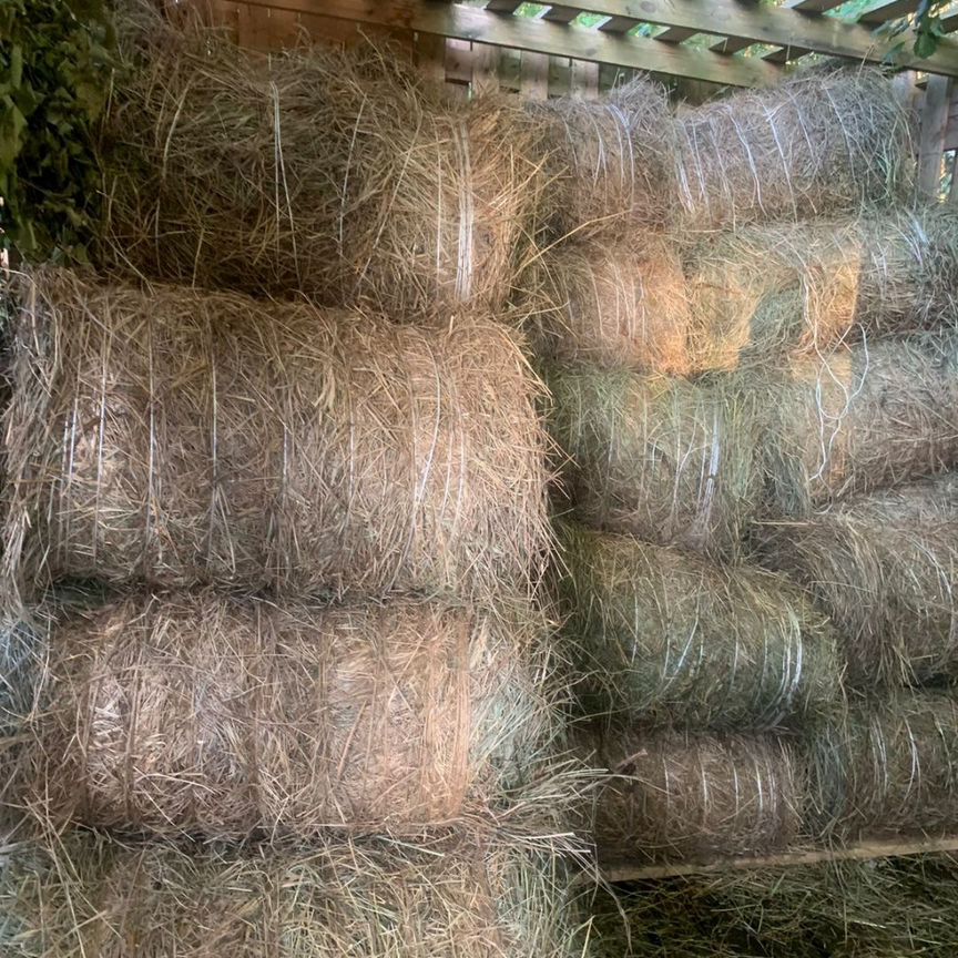 Сено в рулонах для коз и кроликов