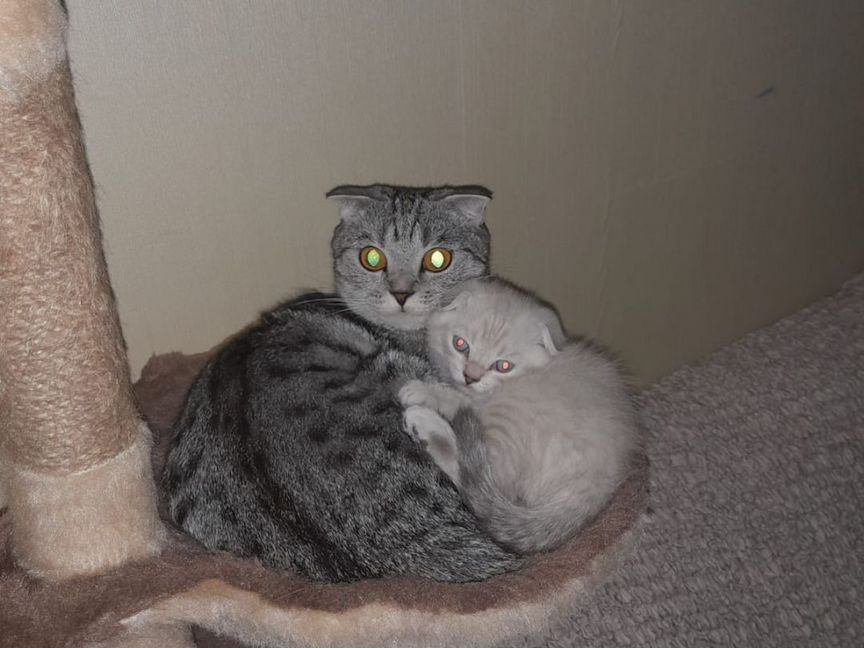 Вислоухая кошка