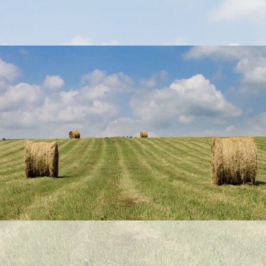 Продам сено в рулонах