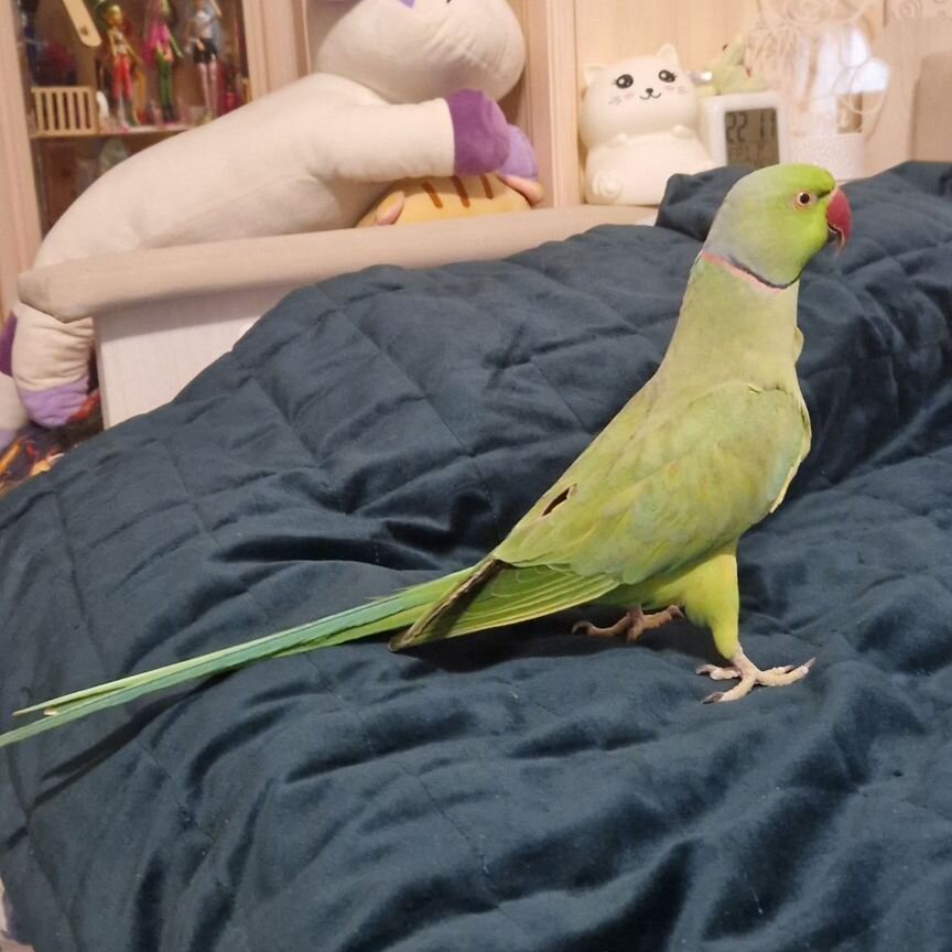 Ожереловый попугай самец