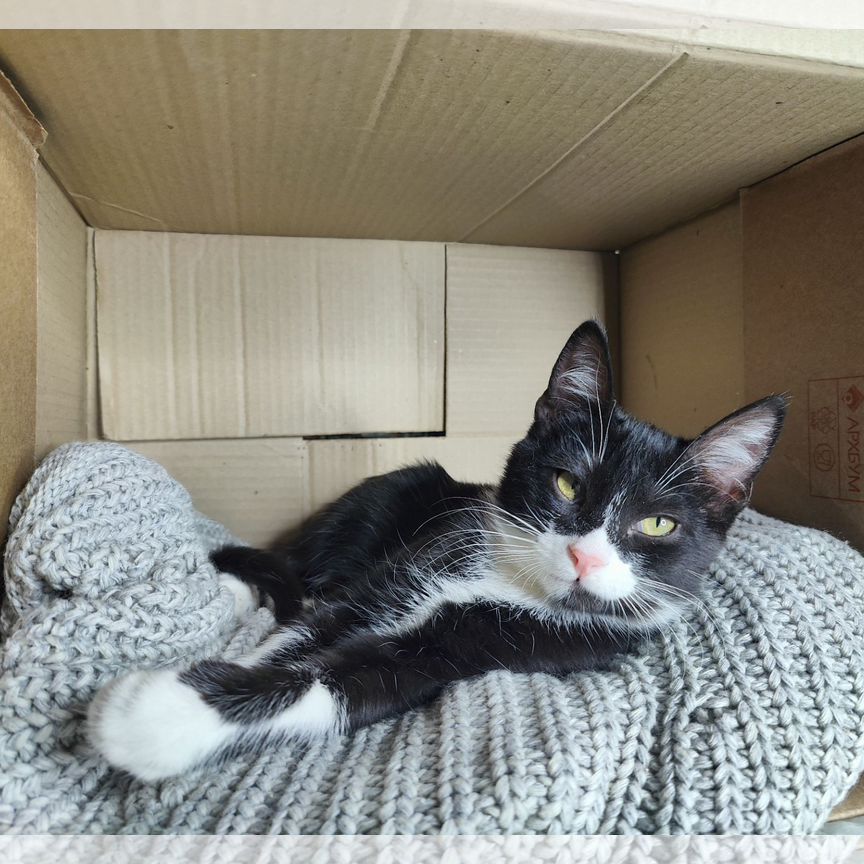 Котёнок в добрые руки