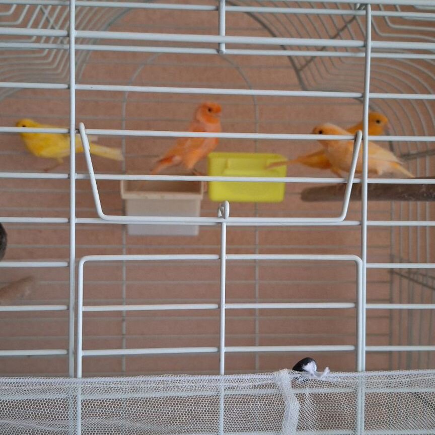 Кенара и канарейки