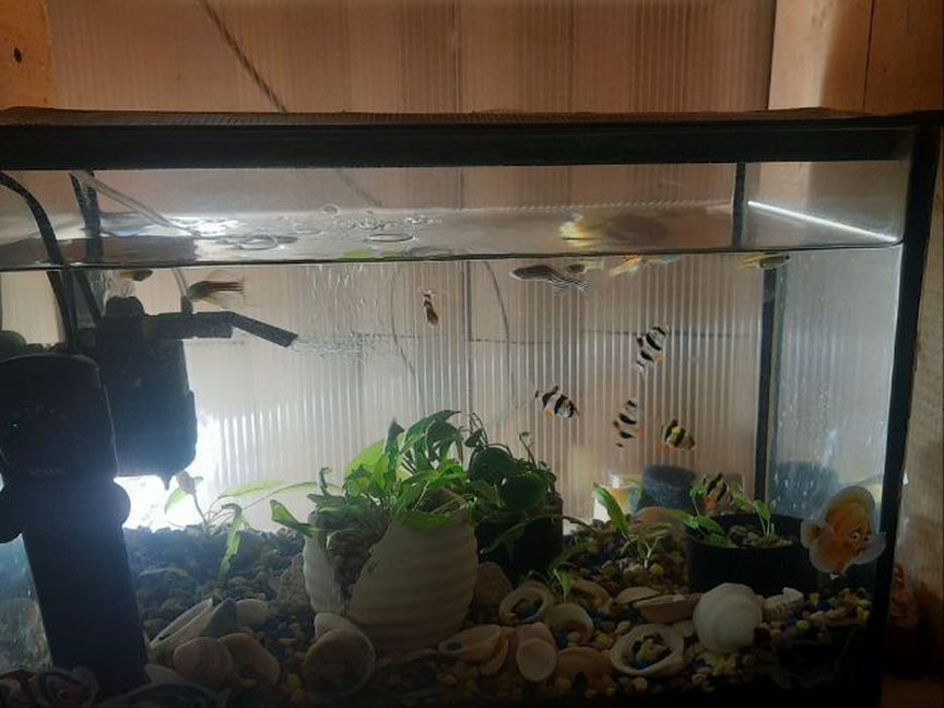 Аквариум с рыбками