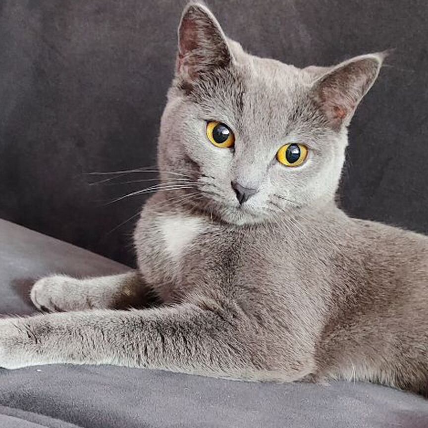 Русская голубая кошка