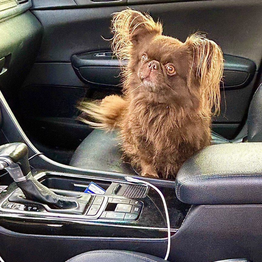 Чихуахуа, взрослый пёс