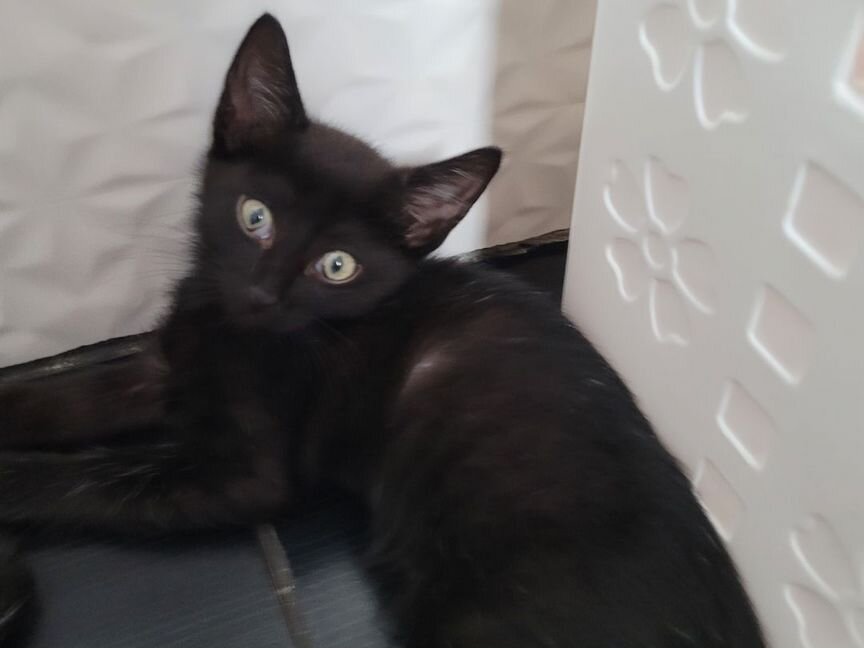 Котята в добрые руки бесплатно