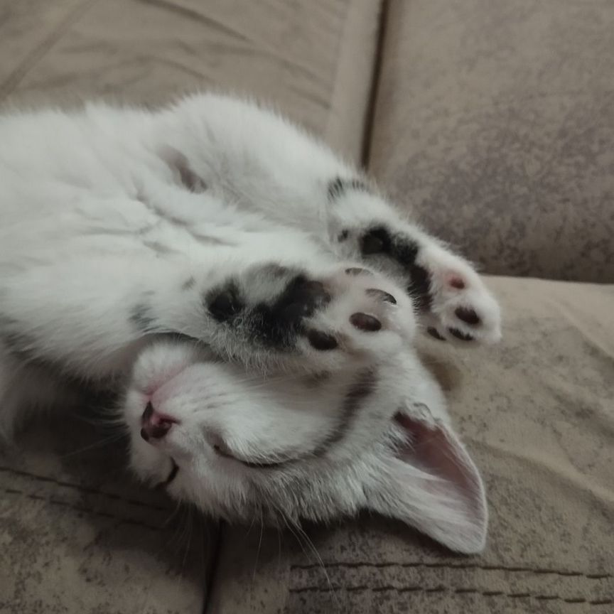 Котёнок в добрые руки