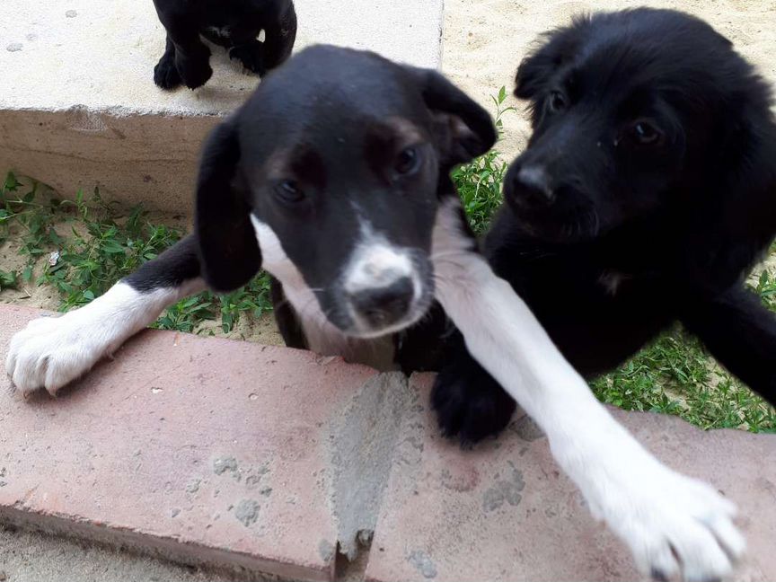 Щенки в дорые руки