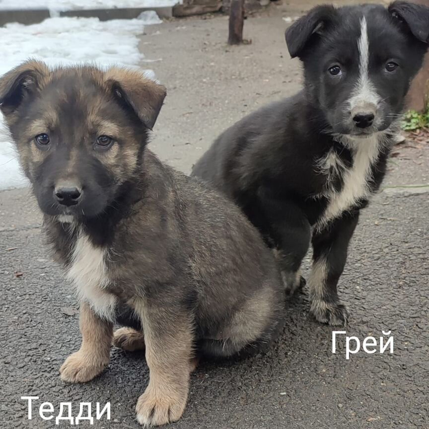 Отдам в добрые руки