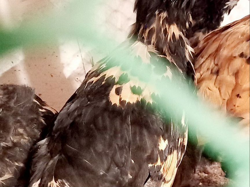 Павловское-золото Петух