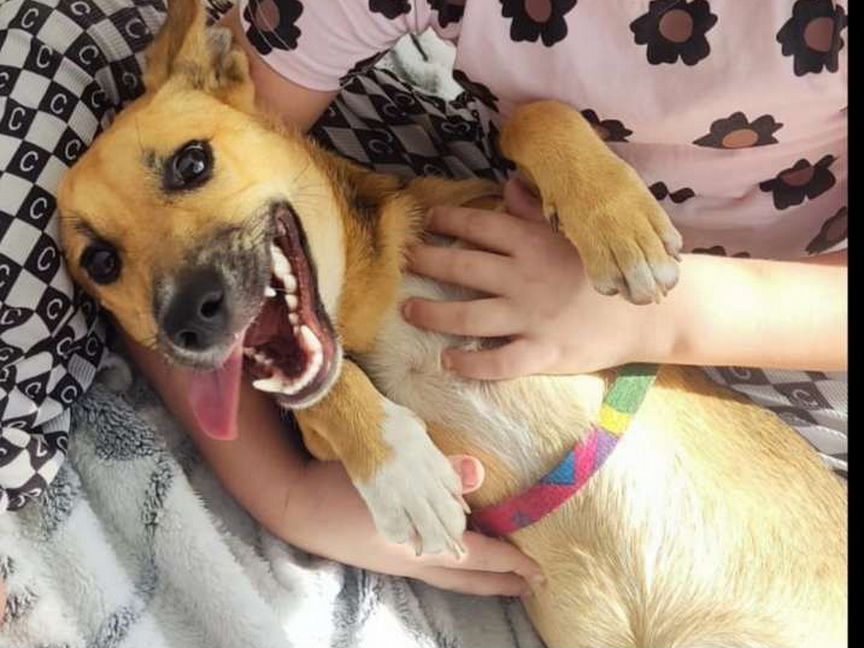 Маленькая собака из приюта