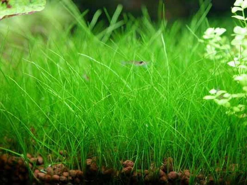 Элеохарис Парвула (Eleocharis parvula) меристемны