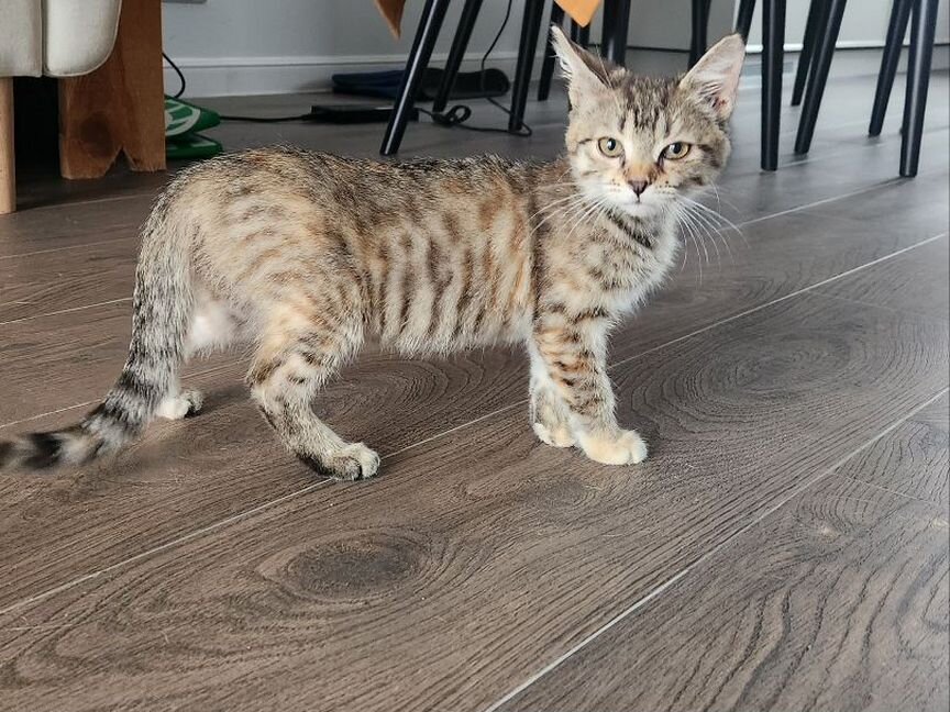 Котёнок 2,5 месяца девочка