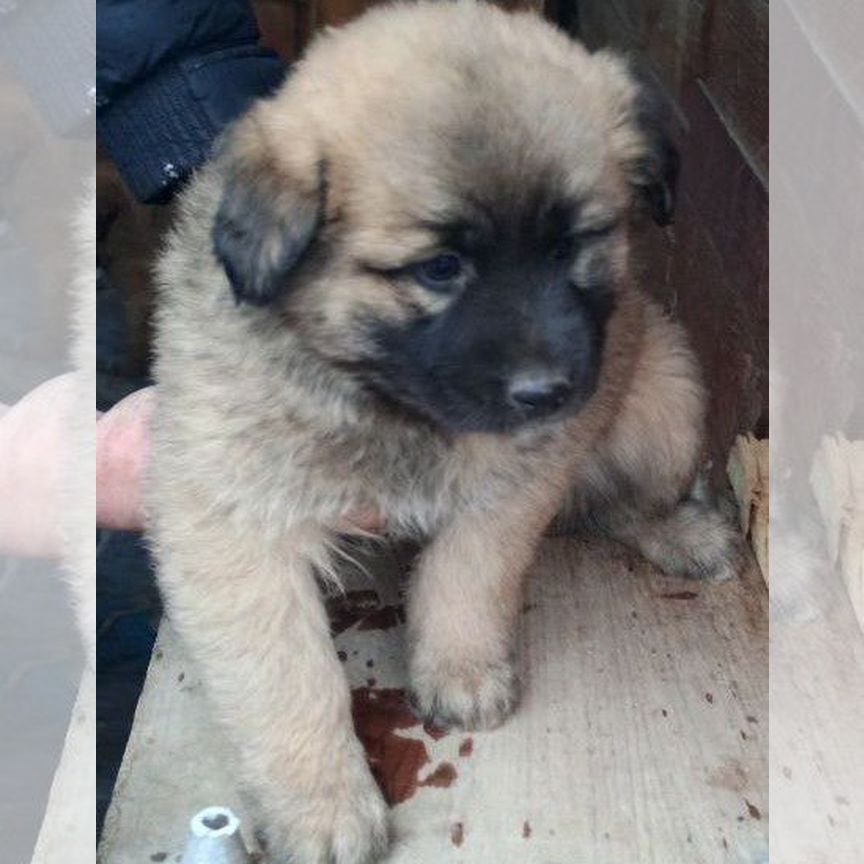 Щенок в добрые руки