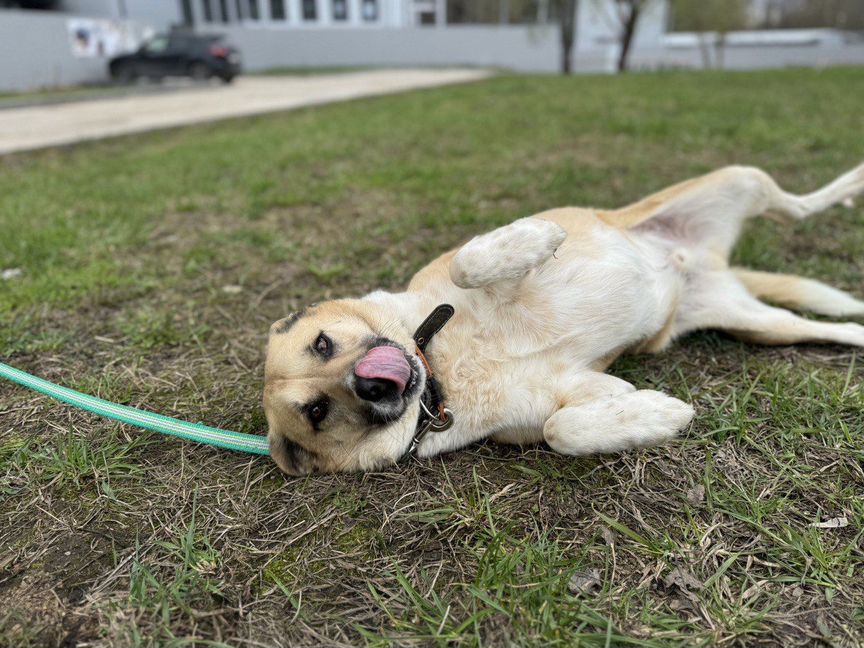 Добрый Дени ищет дом