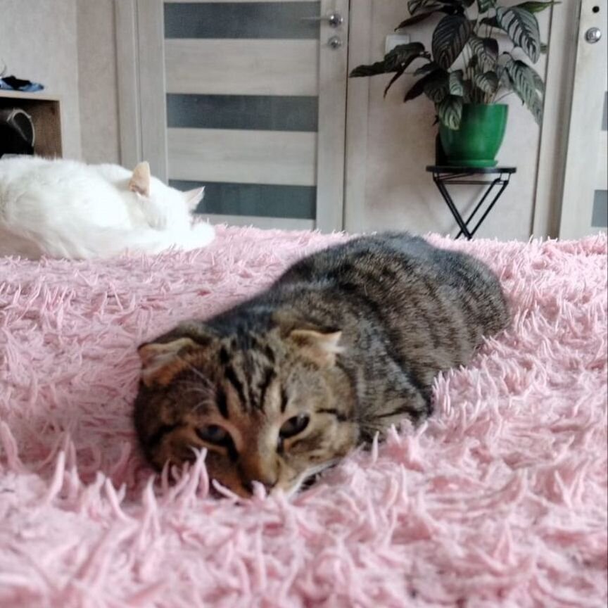Котёнок вислоухий