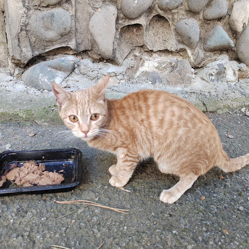 Котенок в добрые руки