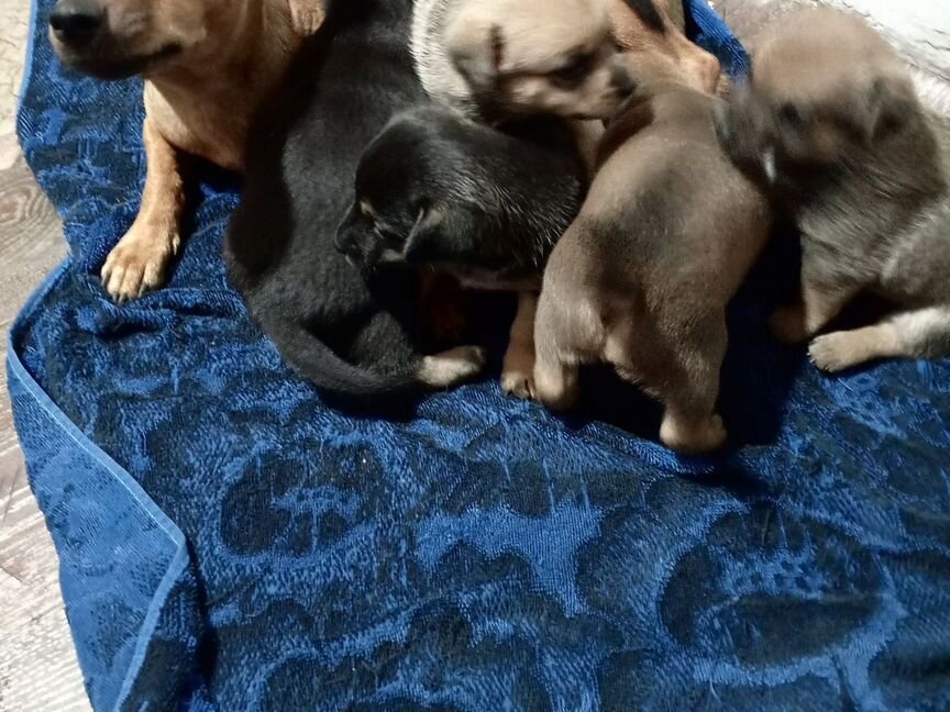 Щенки королевские пинчилы