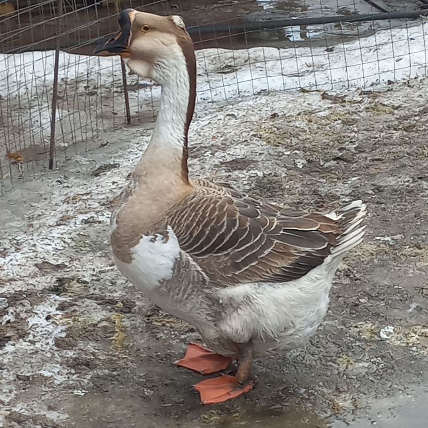 Гуси породы львиная голова гибрид