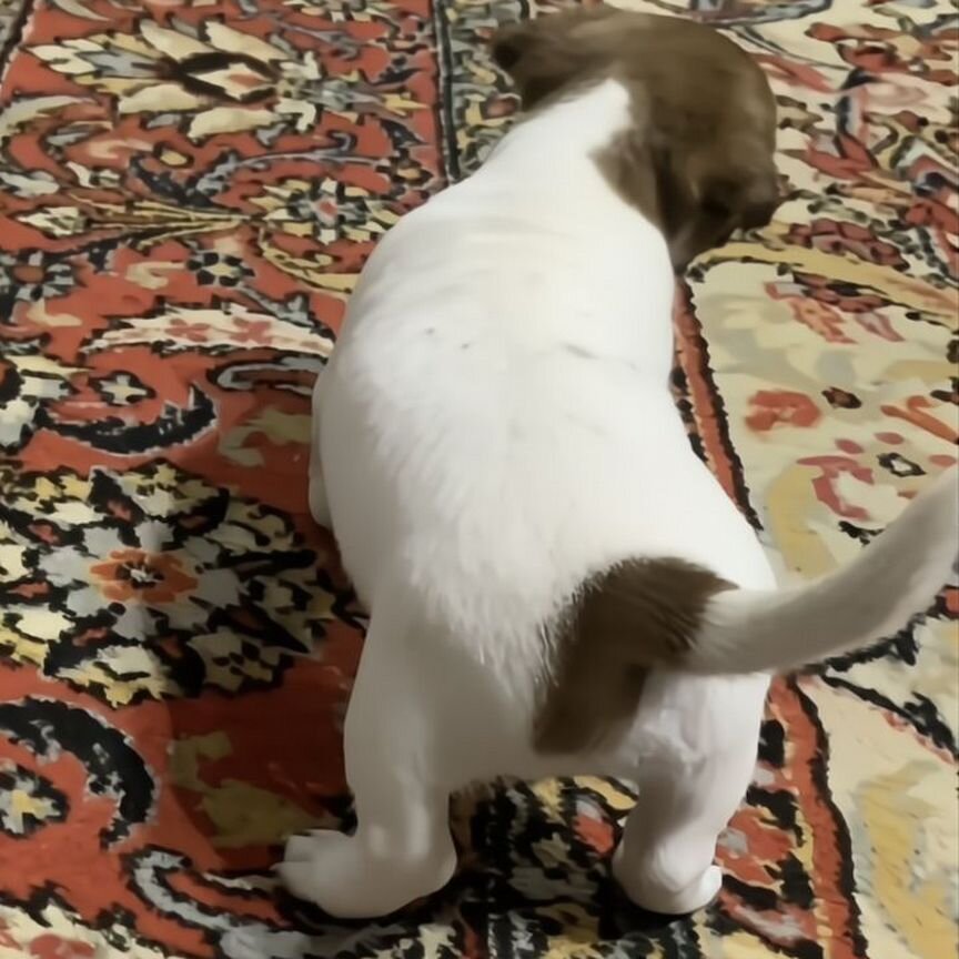 Джек-рассел-терьер, щенок