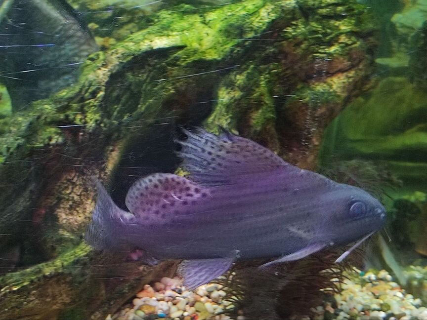 Отдам крупных сомов перевертышей