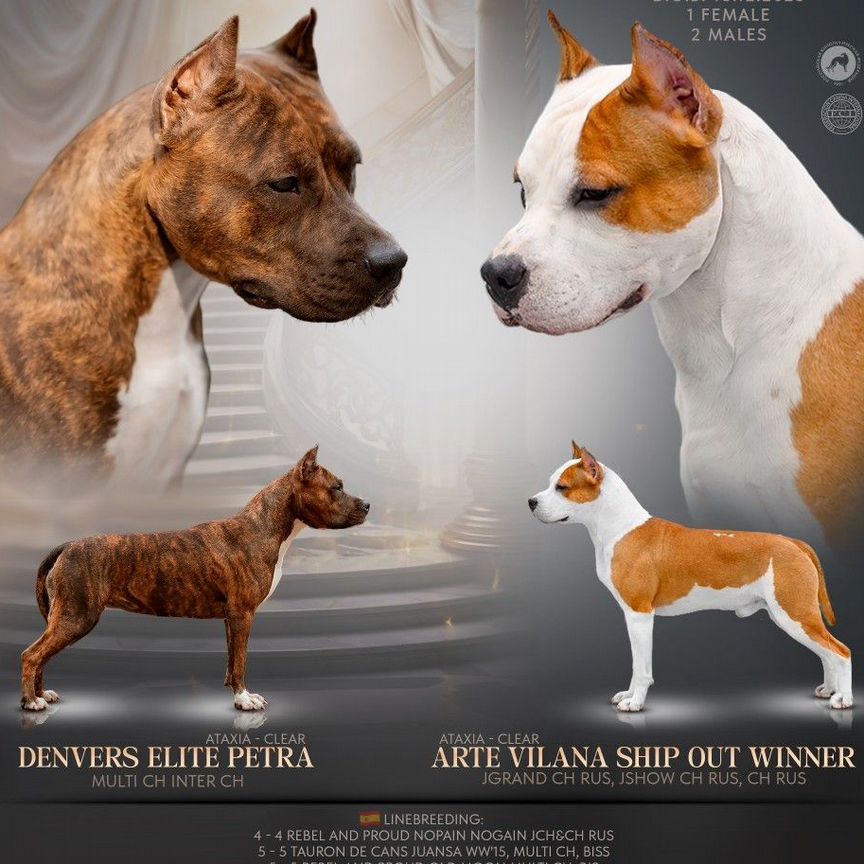 Американский стаффордширский терьер, щенок